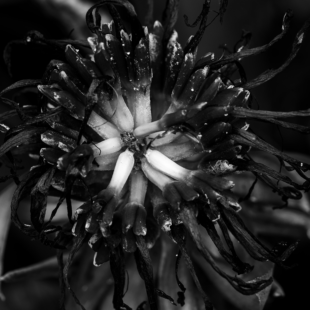 Day 180 of 365: Death of a Flower - Gasper DSouza